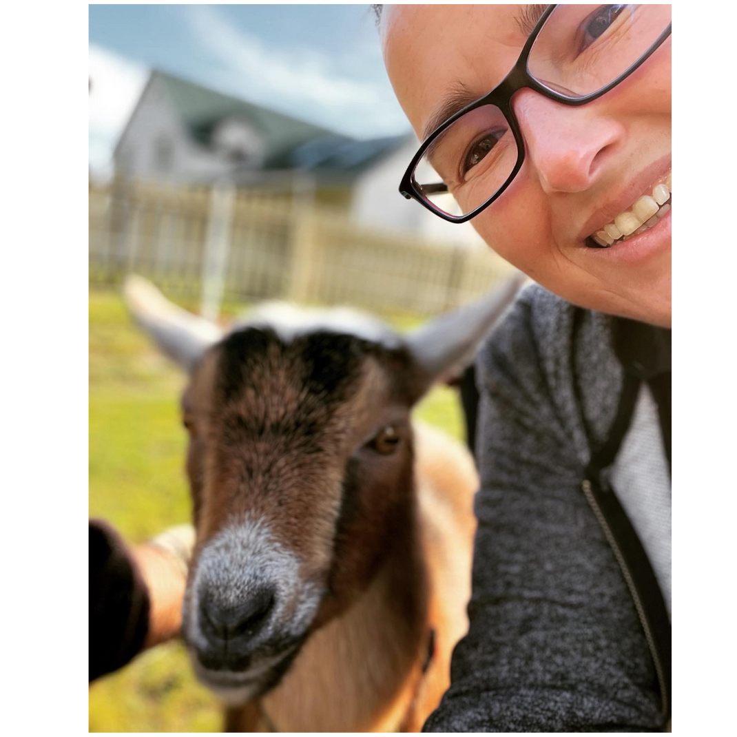 Rubi Miniature Goats - Tasmania | Lewina Homestead – Lewina Homestead